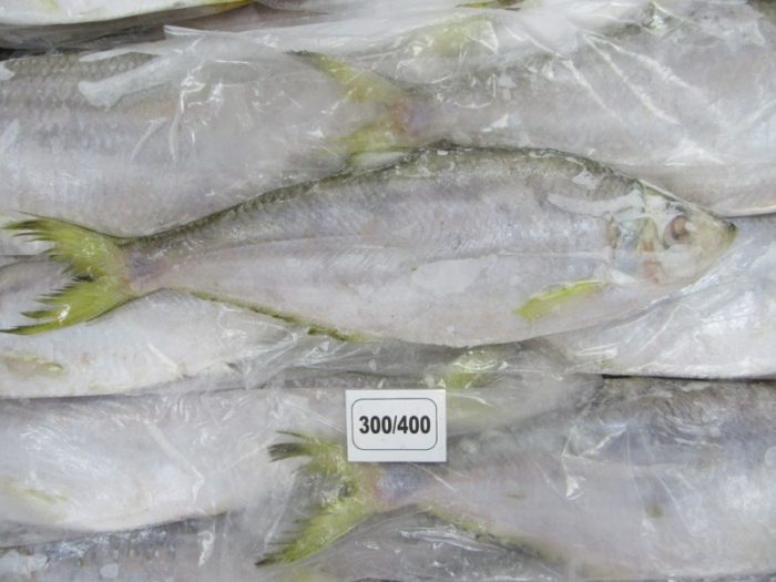 Rameshwar Group | Katti Fish